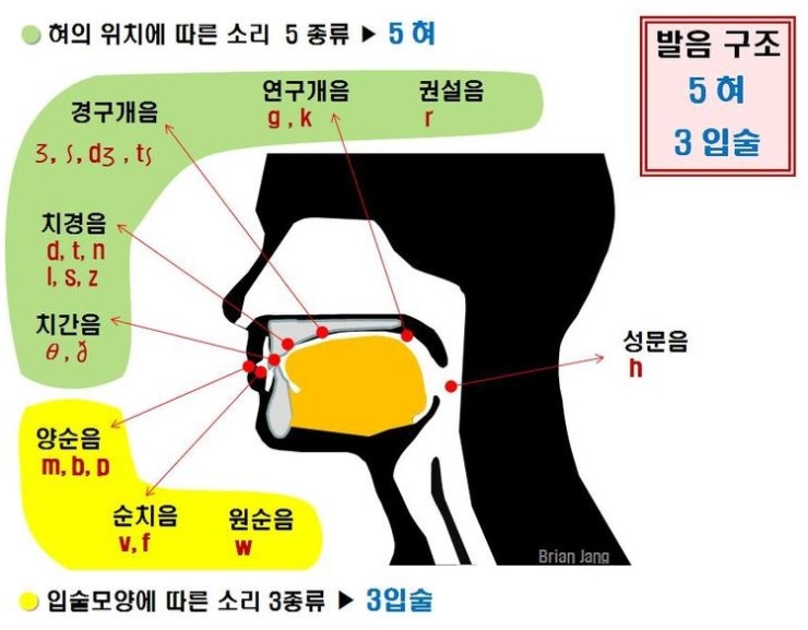 혀의 위치에 따른 소리 종류 구개음 치경음 순음 [영어학 발성 발음위치] 네이버 블로그