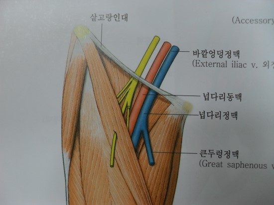 함께했던 닥터진 제5회 사타구니 안쪽에 주사바늘을 찌르는 이유는 뭔가요 네이버 블로그
