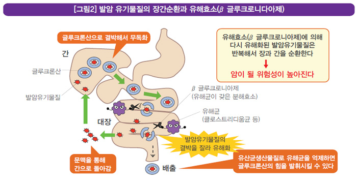 유산균생산물질 어떻게 다를까 장이 건강하면 암이 생기기 어려워지는 이유 장간순환의 비밀 네이버 블로그
