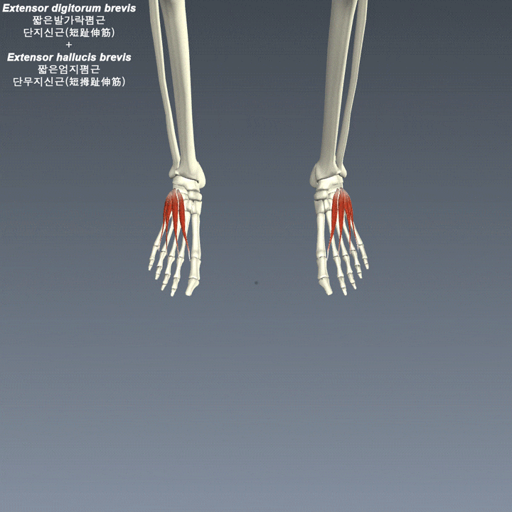 발족부의 근육 01 Extensor Digitorum Brevis 짧은발가락폄근 단지신근短趾伸筋 네이버 블로그
