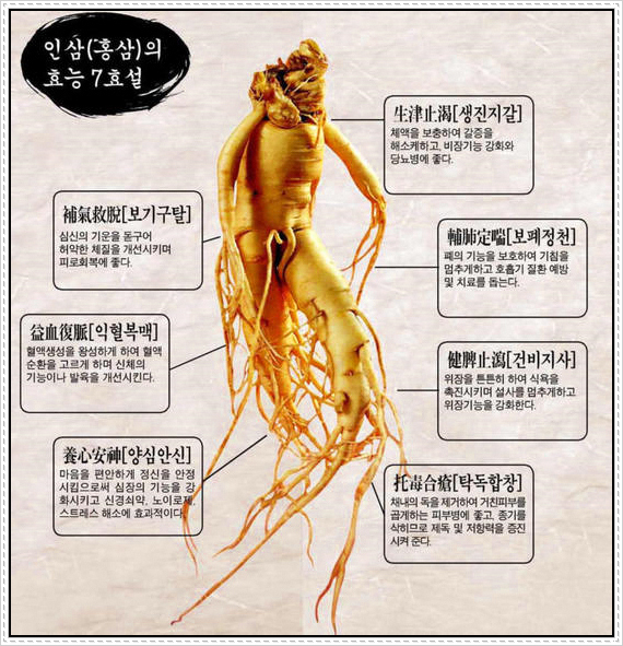인삼의 효능 금산인삼 Vs 풍기인삼 네이버 블로그