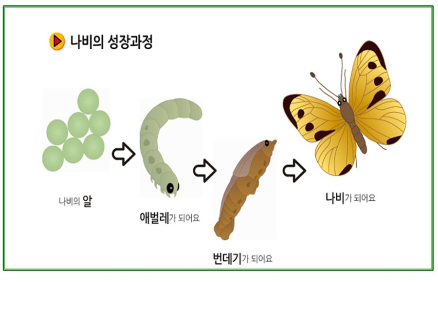 나비의 성장과정 개구리의 성장과정 네이버 블로그