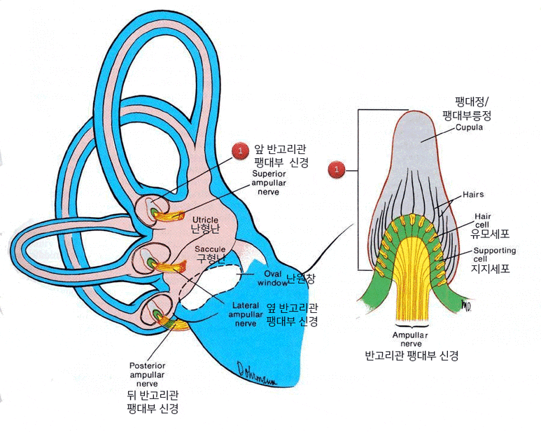귀 구조 내이속 귀1 반고리관세반고리관반규관삼반규관 네이버 블로그