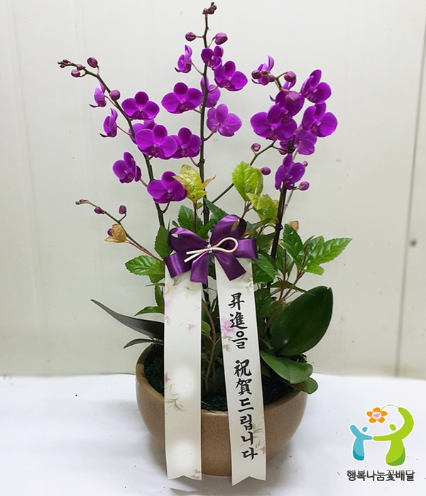 동양난 서양난 보낼때 쓰는 승진축하문구 네이버 블로그
