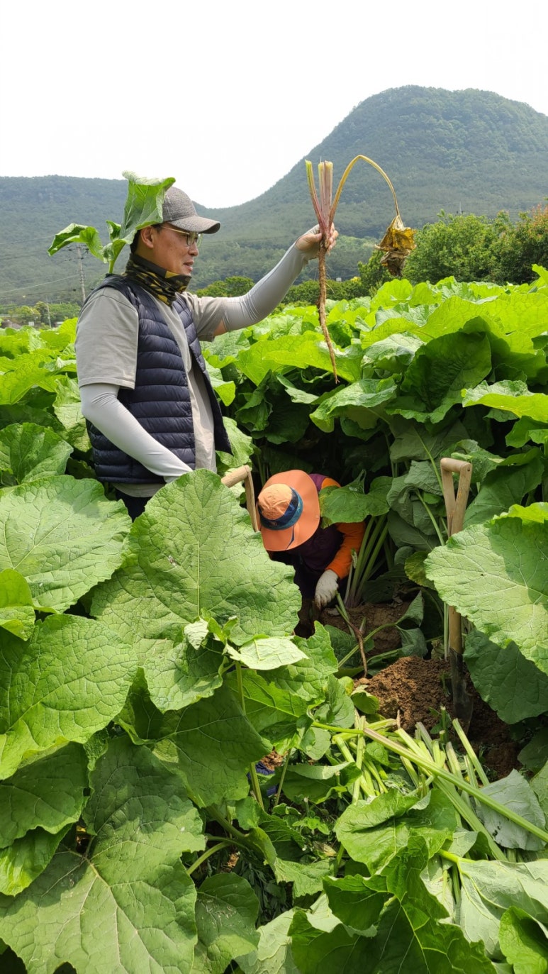 우엉재배 우엉수확시기 우엉파는곳 우엉생육상태 확인했어요 네이버 블로그