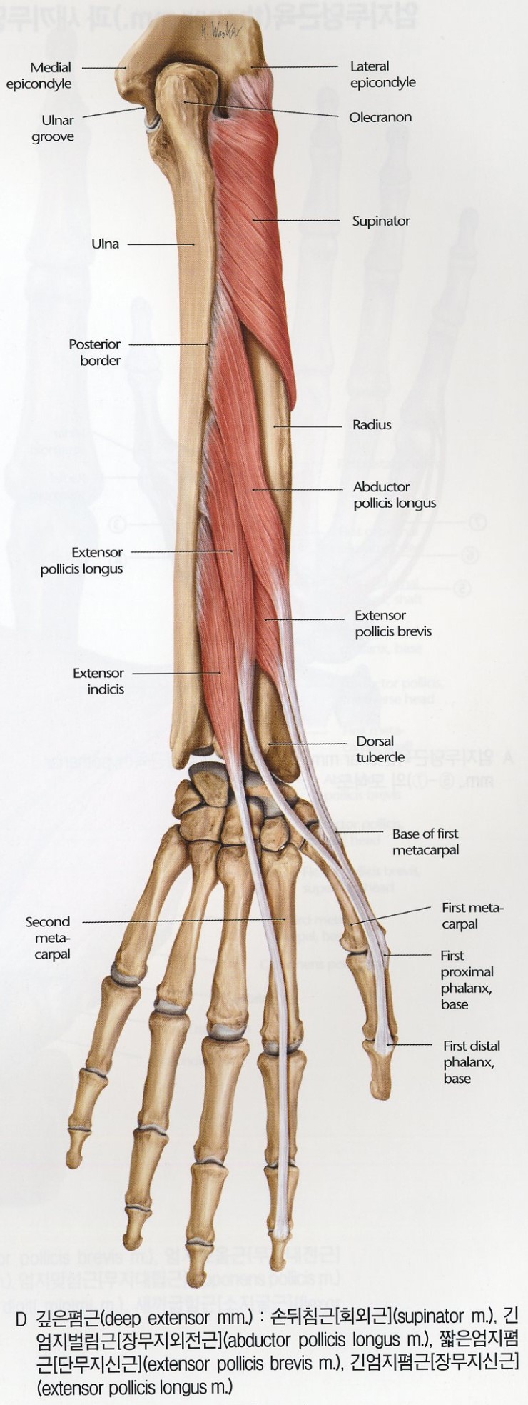 Extensor Indicis : 네이버 블로그