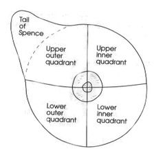 스펜스의 꼬리 ( Tail of Spence ) / 겨드랑이와 유방사이에 뭐가 만져지는 경우 : 네이버 블로그