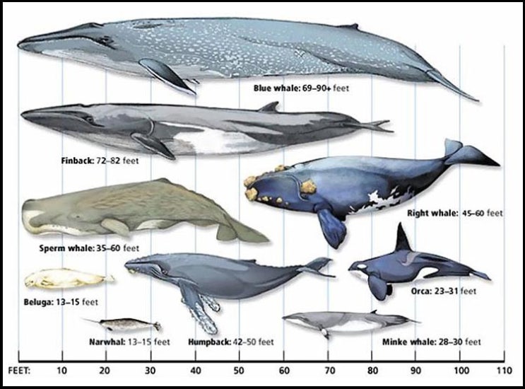 흰긴수염고래에 대하여 ;대왕고래, 고래수염, Blue whale, 세상에서 가장 큰 고래 : 네이버 블로그