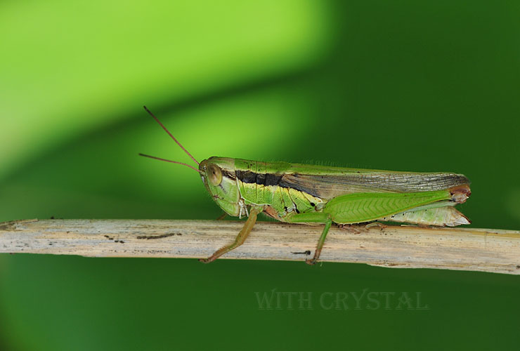 우리벼메뚜기 - Oxya chinensis sinuosa : 네이버 블로그