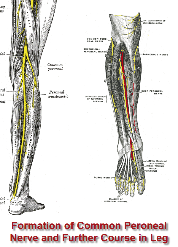 Common peroneal nerve : 종아리부터 발목통증, 발등 통증을 일으키는 종아리신경 : 네이버 블로그