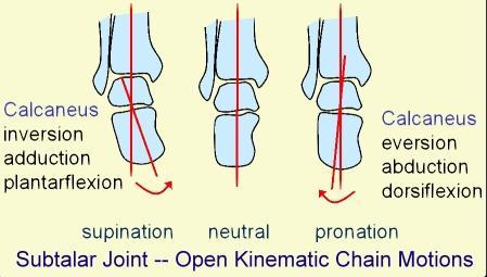 경비골관절, 경거관절, 거골하관절의 역학에 따른 발목의 회내 회외 이해하기 : 네이버 블로그